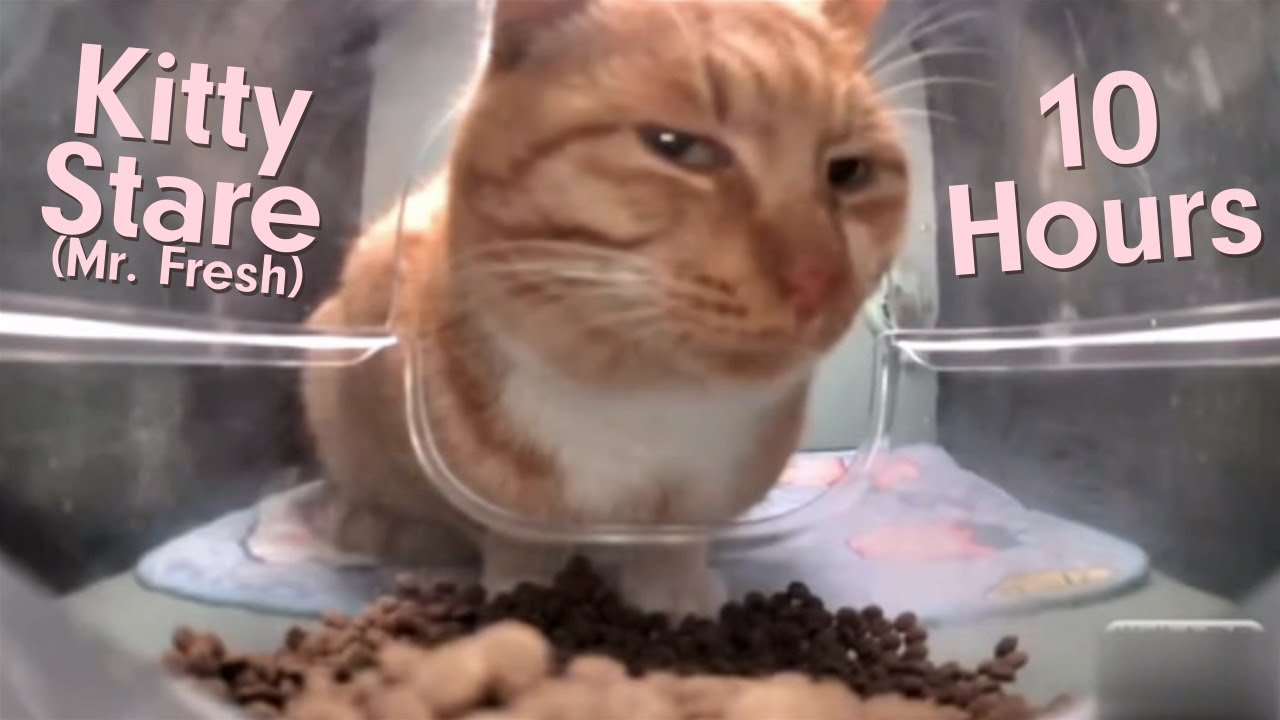 Mr Fresh Cat 10 Hours Youtube