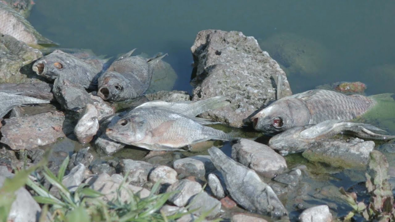 Los Peces Muertos Del Río Lerma Youtube