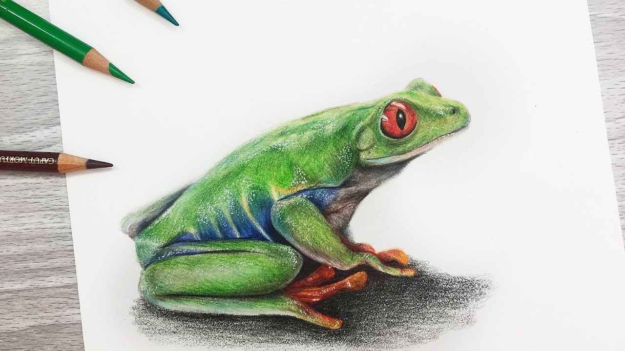 Realistic Frog Drawing