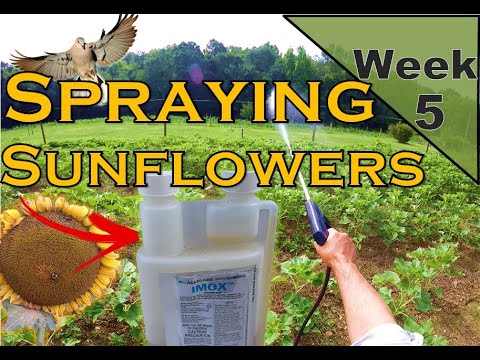 When To Spray Imox On Sunflowers