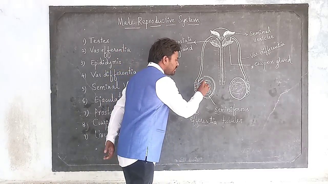 Male Reproductive System Youtube