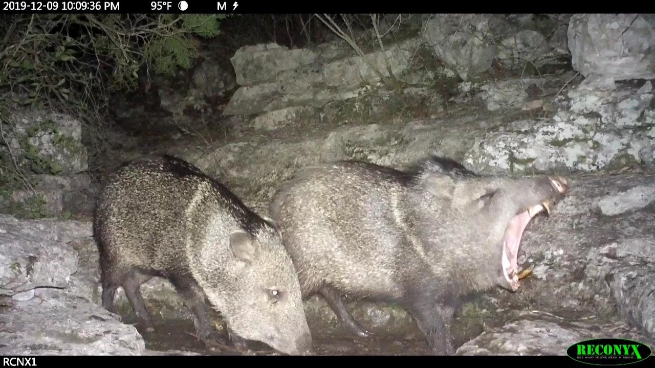 Texas Javelina Playing And Vocalizing Youtube