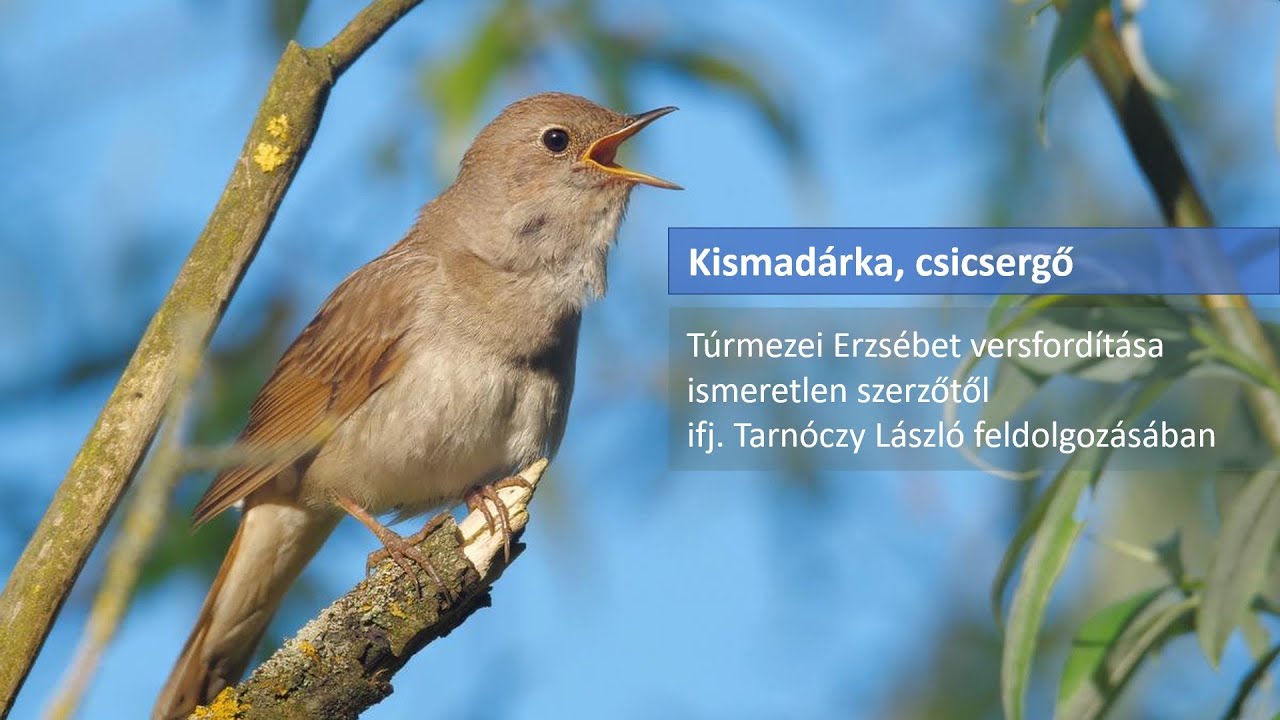 Kismadárka Csicsergő Túrmezei Erzsébet Fordítása Itl 151 Youtube