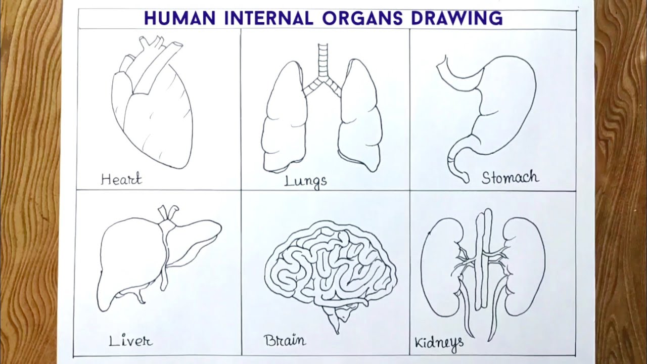 The Human Body Internal Organs Diagram