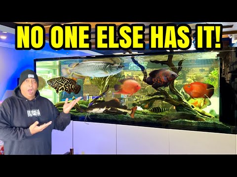 New Monster Fish Tank Youtube
