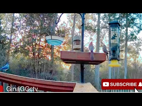 Ginag Cctv Is Live Backyard Live Youtube