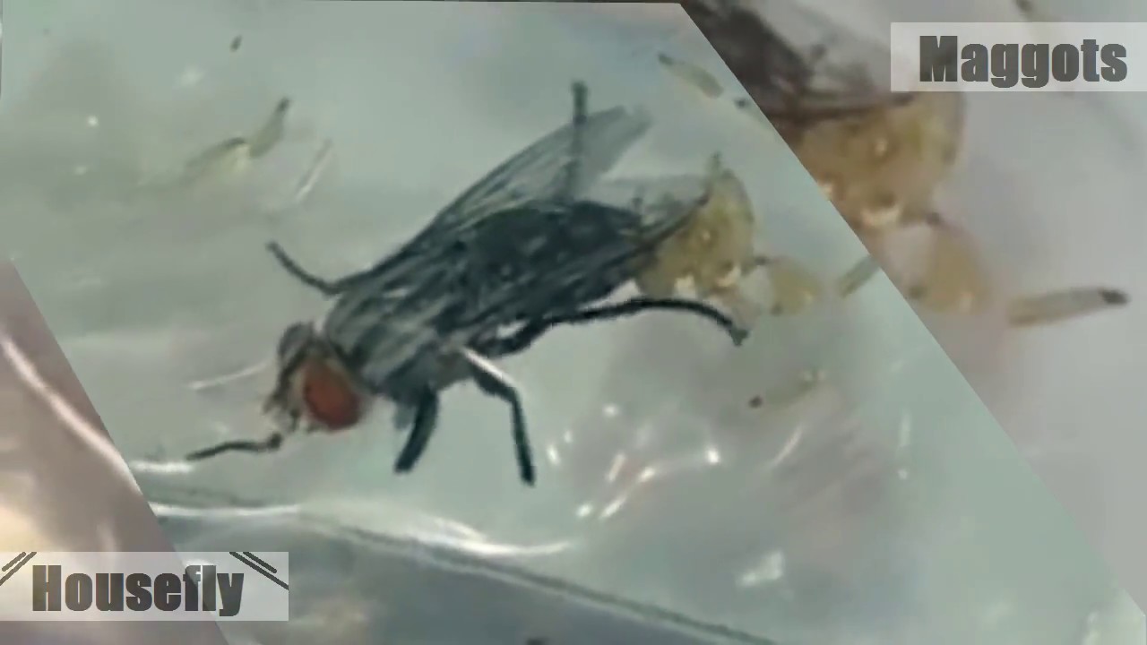 House Fly Maggots Youtube