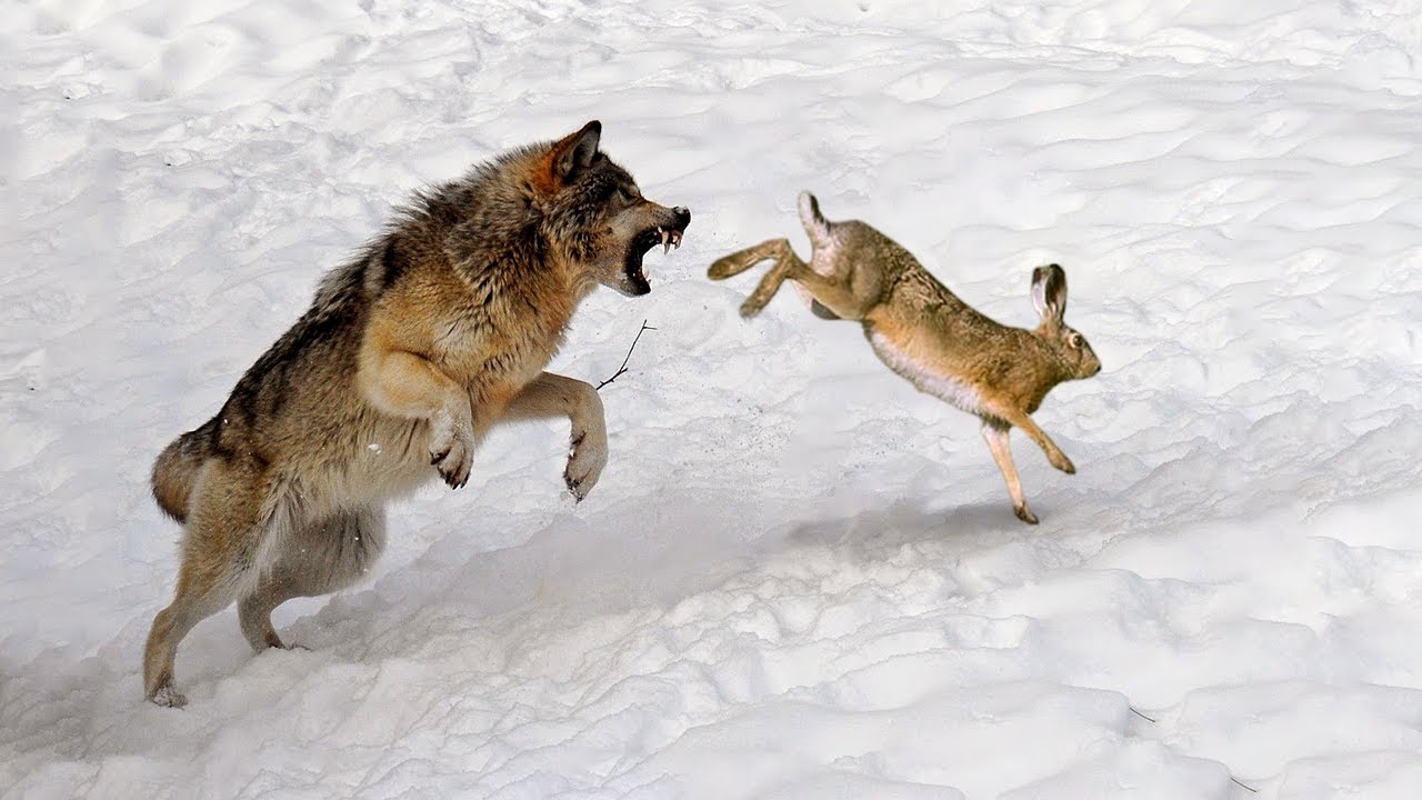 Wolf Chasing Rabbit