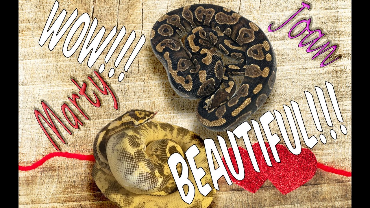 Incredible Eggs Hatching Youtube