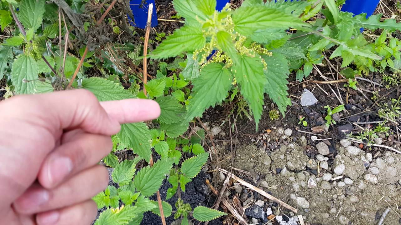 How To Pick A Stinging Nettle Without Getting Stung Youtube