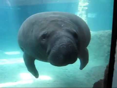 Seekuh Schwimmt Gegen Die Scheibe Youtube