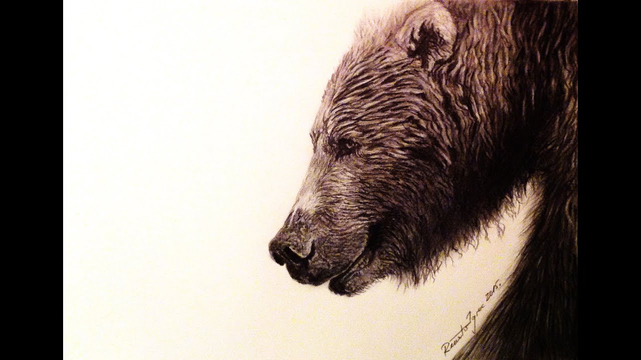 Grizzly Bear Drawing Realistic