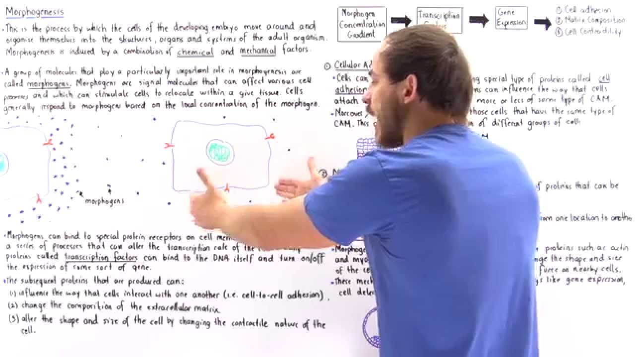 Morphogenesis Youtube