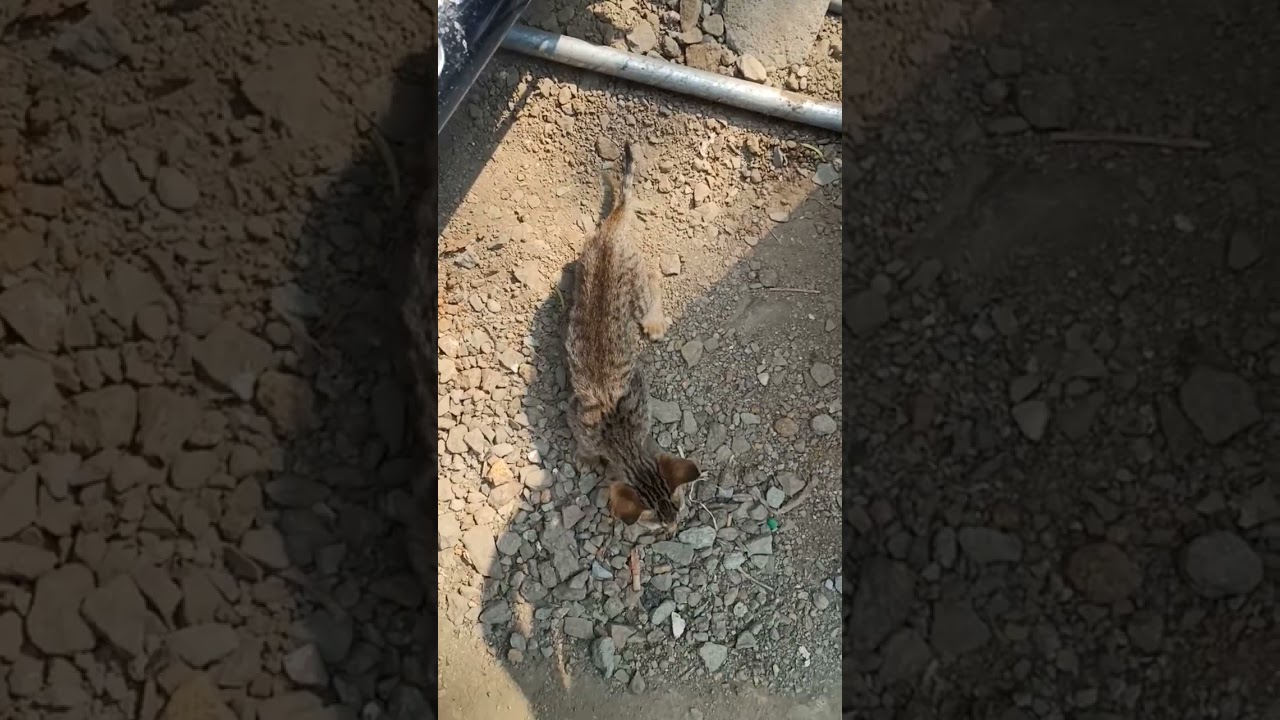 Viral Short Cute Cat Housepetscare