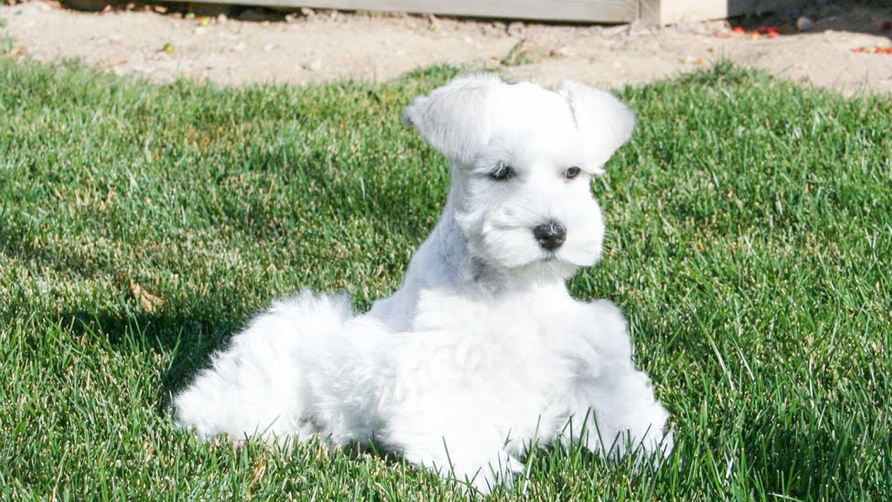 White Giant Schnauzer Puppies