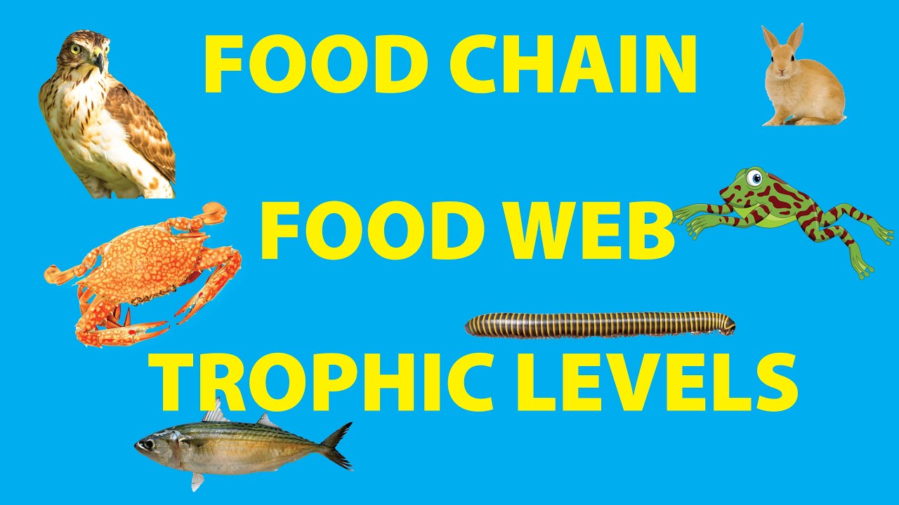 Food Web With Trophic Levels