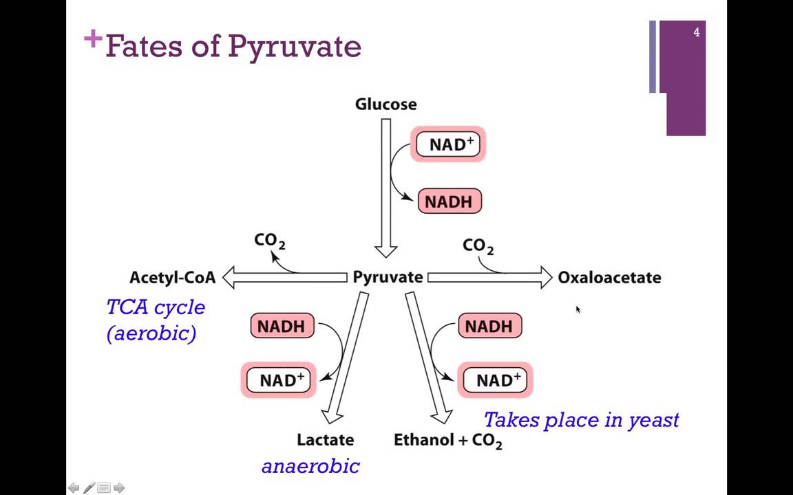 095 Glycolysis Summary Fates Of Pyruvate Youtube