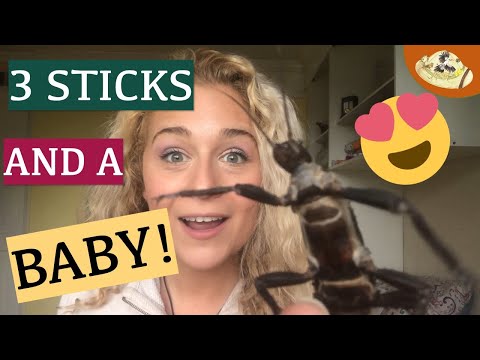 How To Keep Baby Stick Insects