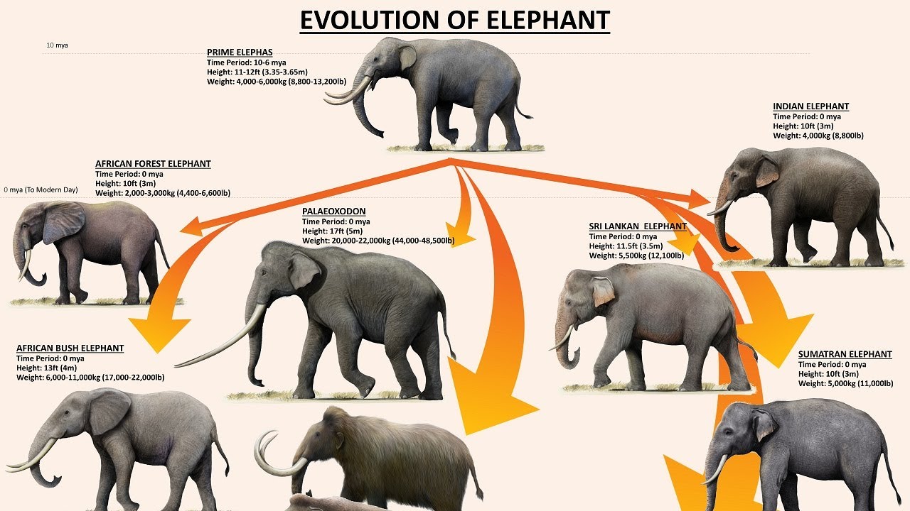 Evolution Of Elephants Timeline