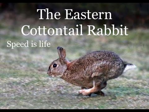 Eastern Cottontail Rabbits Mini Documentary Youtube