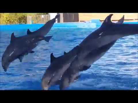 Delfines Youtube