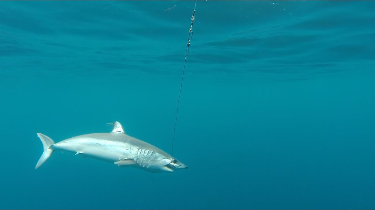 Mako Shark Fishing In California Youtube