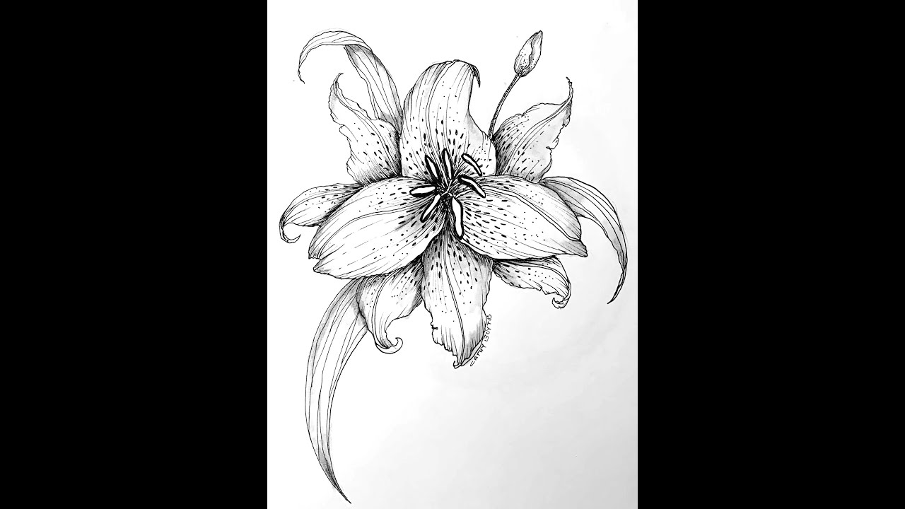 Stargazer Lily Drawing Outline At Joshua Barrett Blog