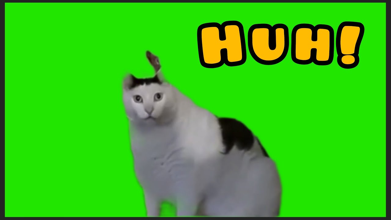 Cat Saying Huh Meme Green Screen Full Video Youtube