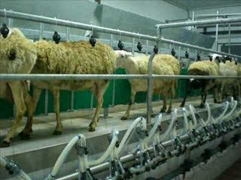 Intermilk Milking Machine For Sheeps Youtube