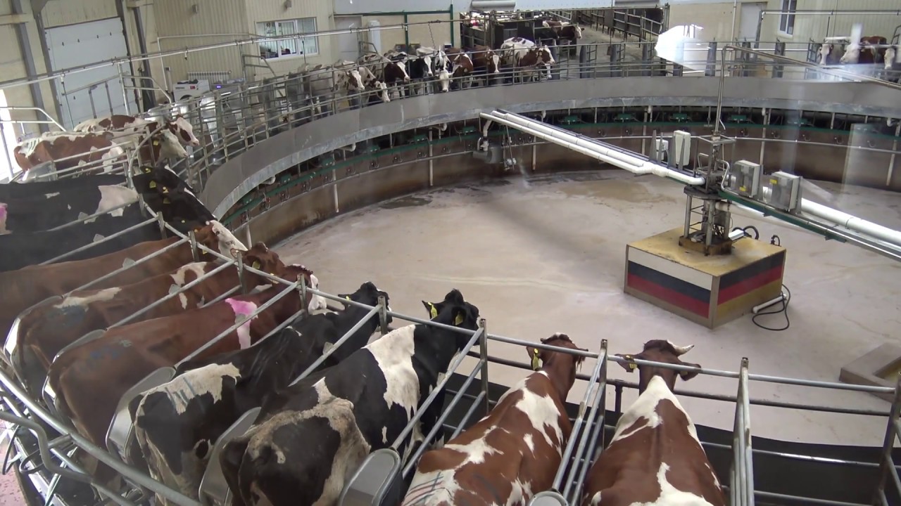 Ekoniva Agro Large Scale Dairy Farming In Russia Youtube