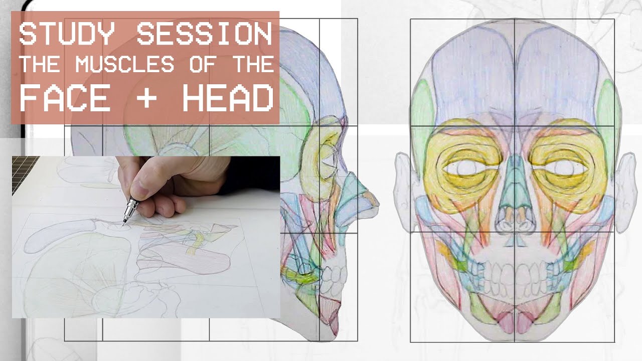 Human Face Anatomy For Artists