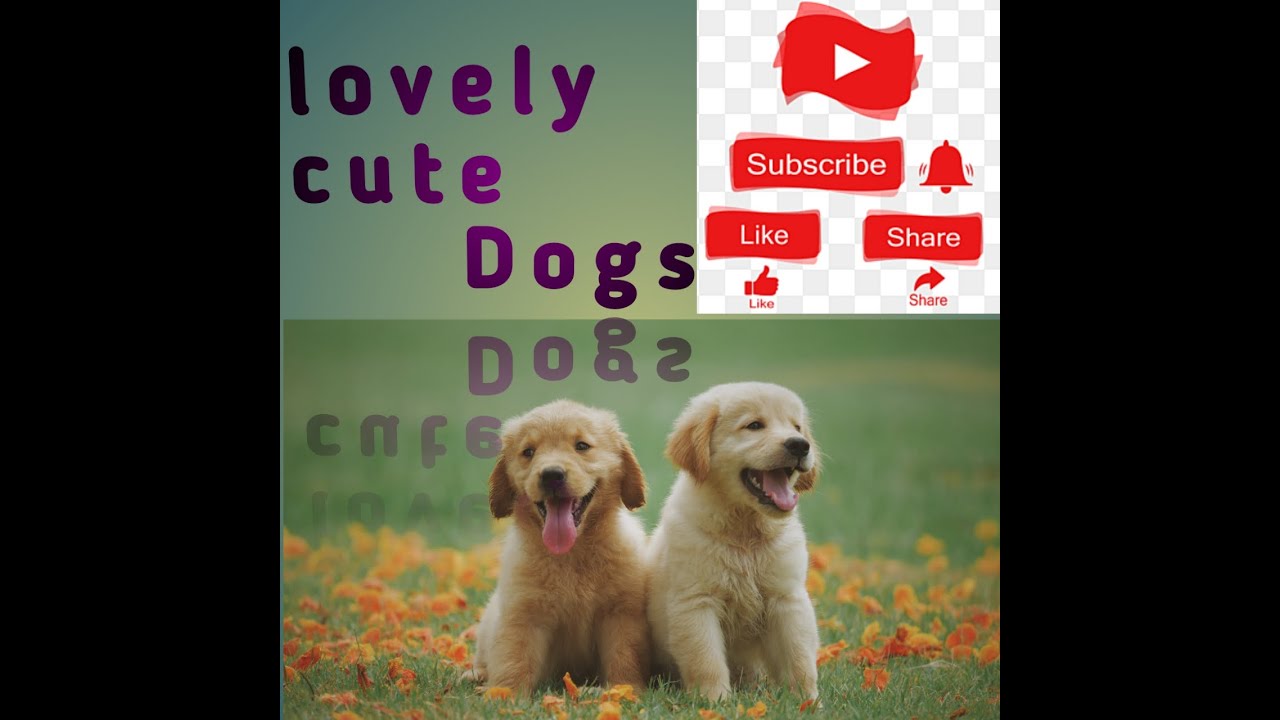 Basic Hermit Crab Care How To Have A Happy Hermit Crab By Crab