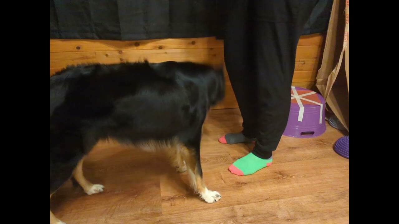 Tail Movement Stationary Exercises Youtube