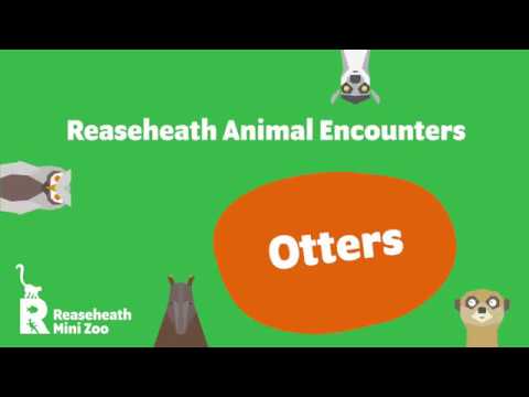 Reaseheath Mini Zoo Animal Encounters Otters Youtube