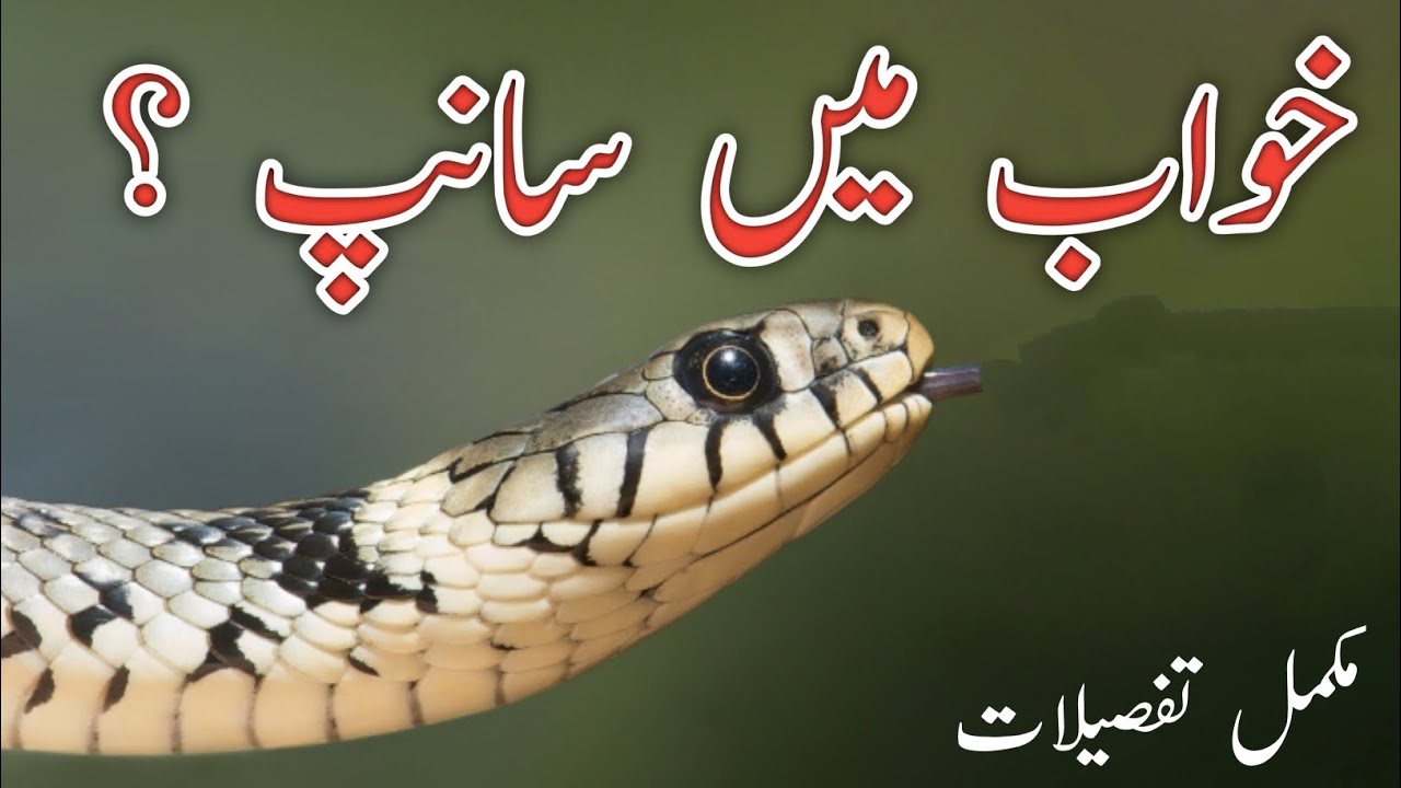 Khwab Mein Saanp Dekhna Dream Snake Meaning Saanp Ko Khuwab Mai