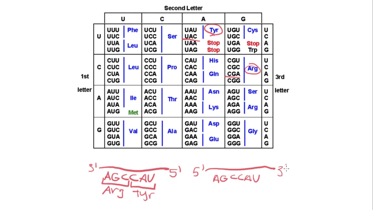 What Is A Codon Chart Infoupdate Org