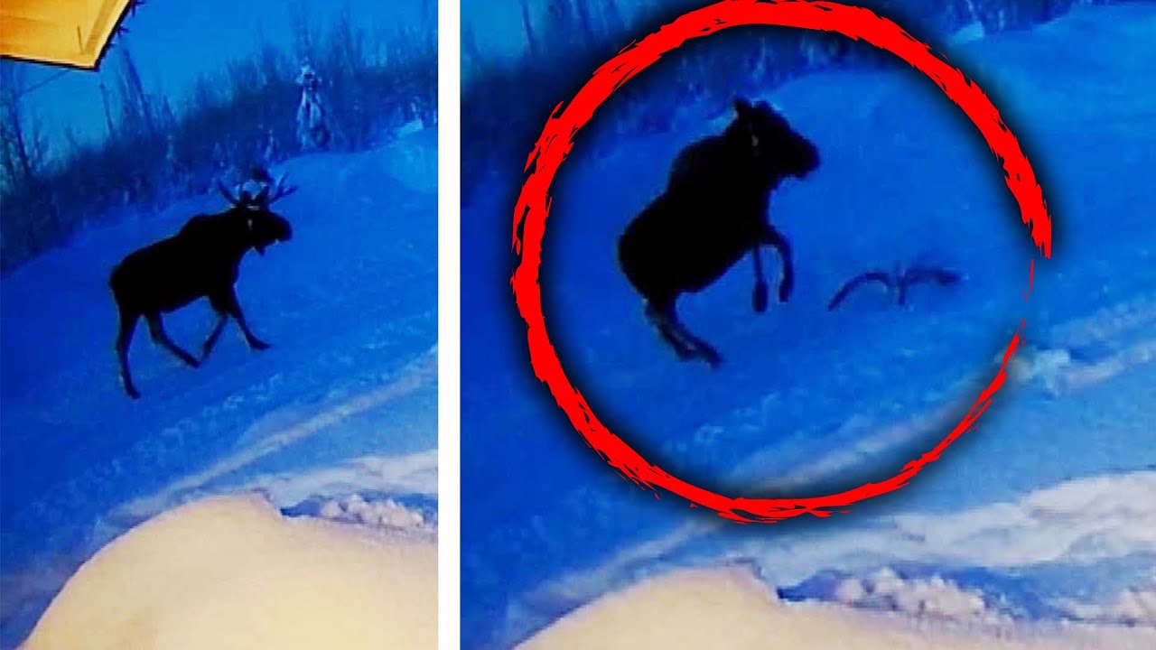 Moose Shedding Antlers Caught On Ring Cam Youtube