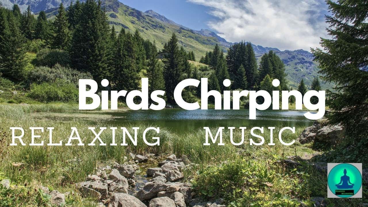 Birds Chirping Music Relaxing Music Waterfall Sounds Youtube