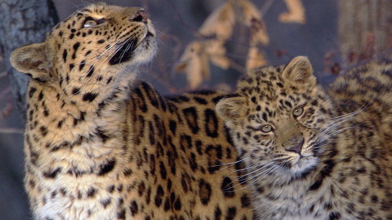 The Amur Leopard Planet Earth Bbc Earth Youtube