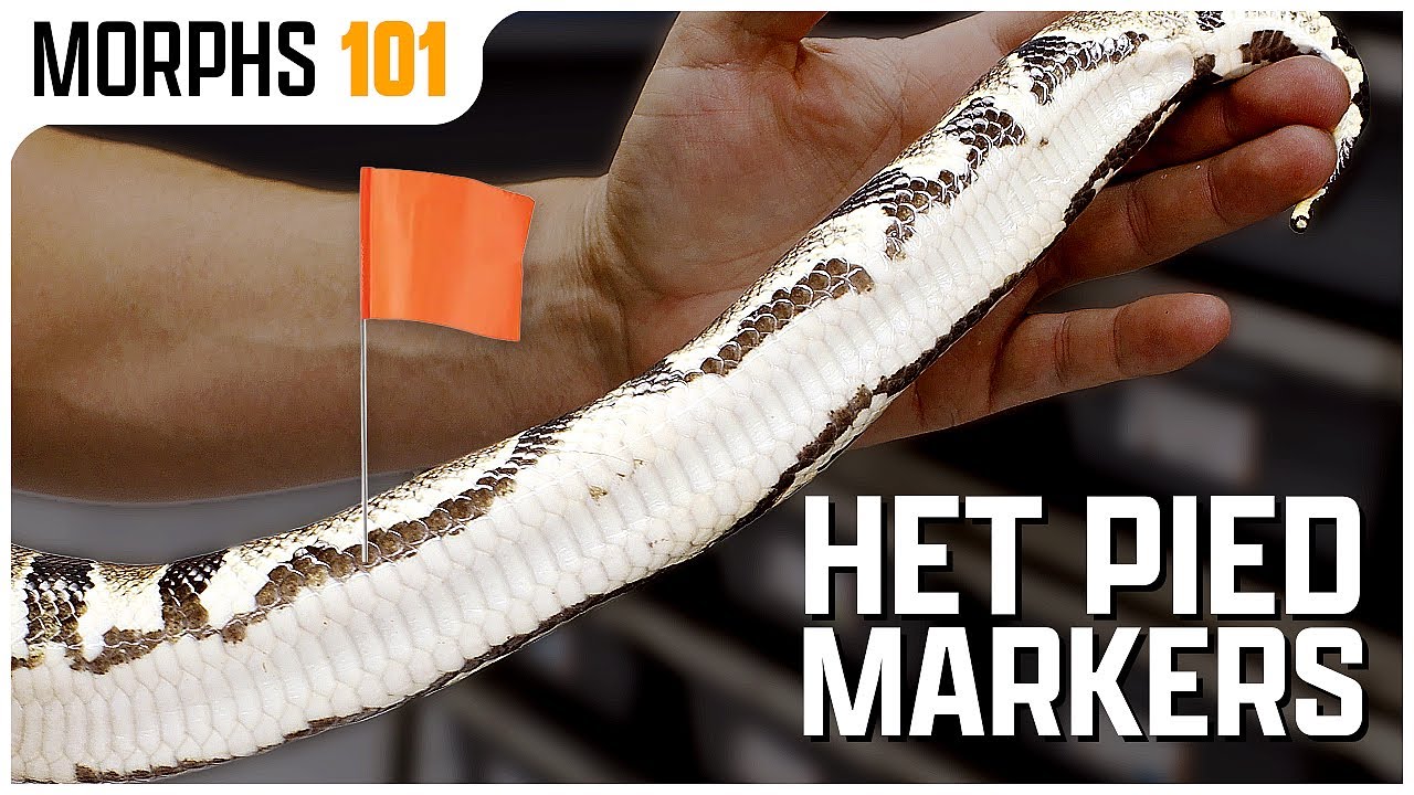 Is Your Ball Python Het Pied Morphs 101 Youtube