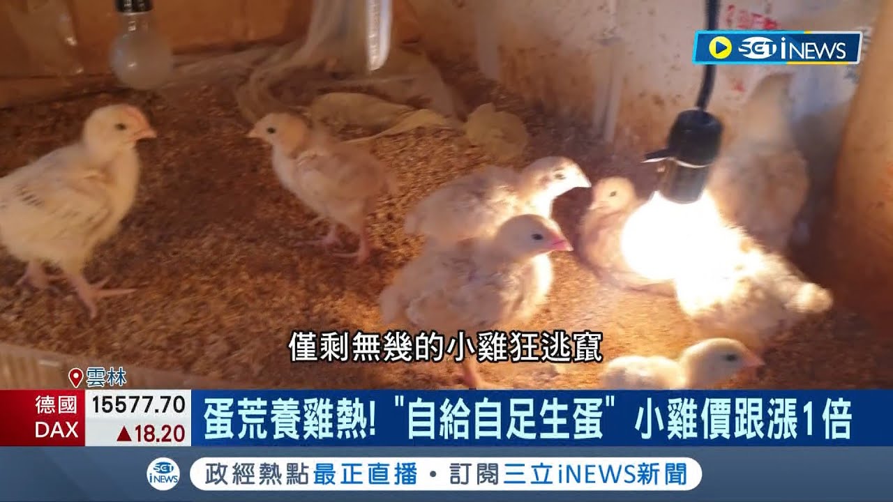 因蛋荒掀起自給自足熱潮 雲林飼料行兼賣小雞 進貨300隻僅剩30隻 小雞價格隨缺蛋漲1倍 老闆 耗損率 蛋貴 記者 廖宜德 謝昀蓁 林韋志