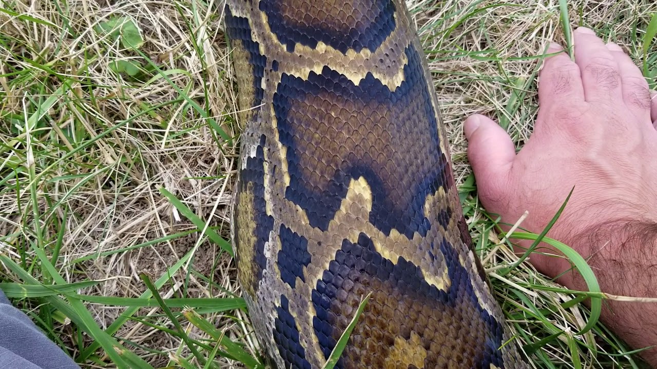 Burmese Python Youtube