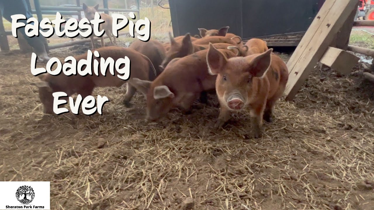 This Makes Loading Pigs Easy Youtube