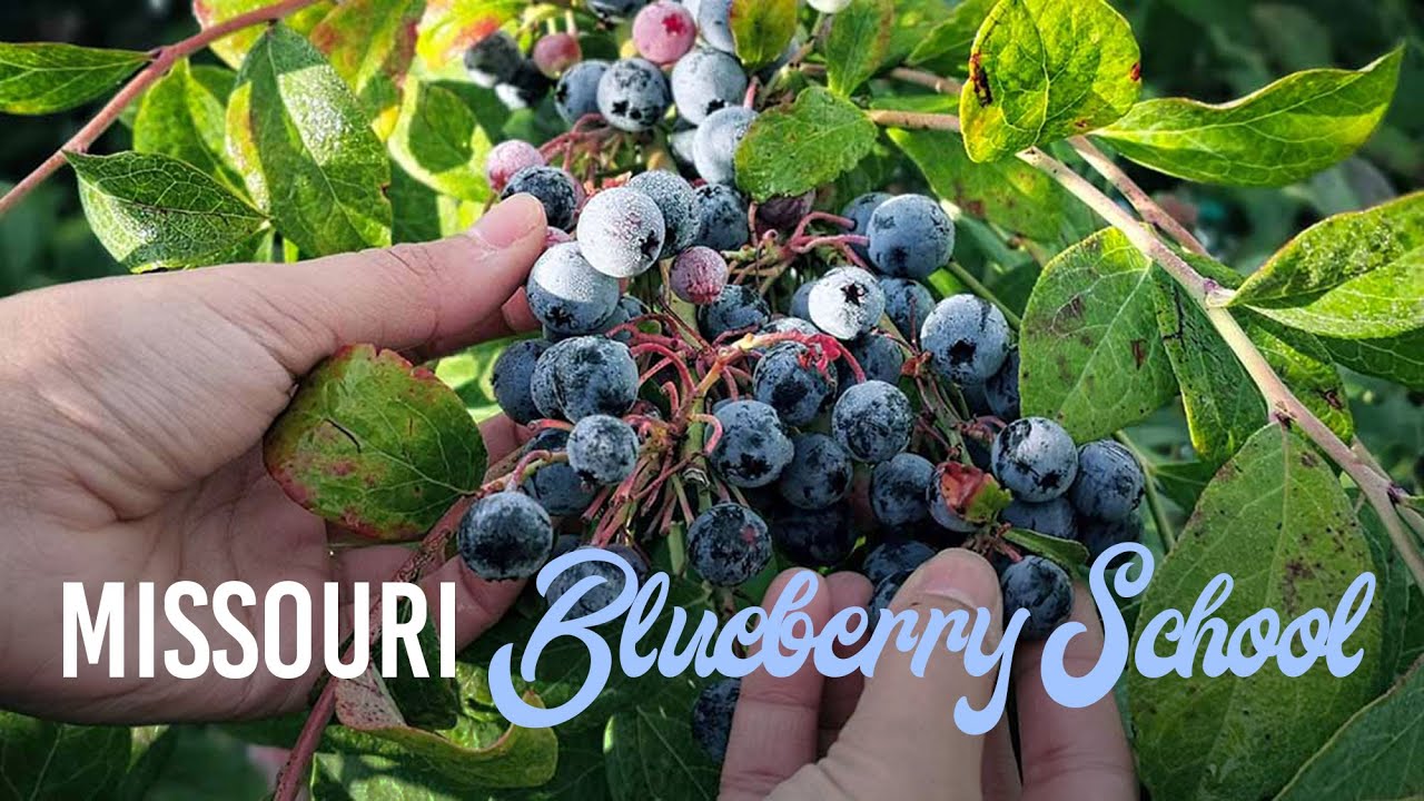 Missouri Blueberry School Youtube