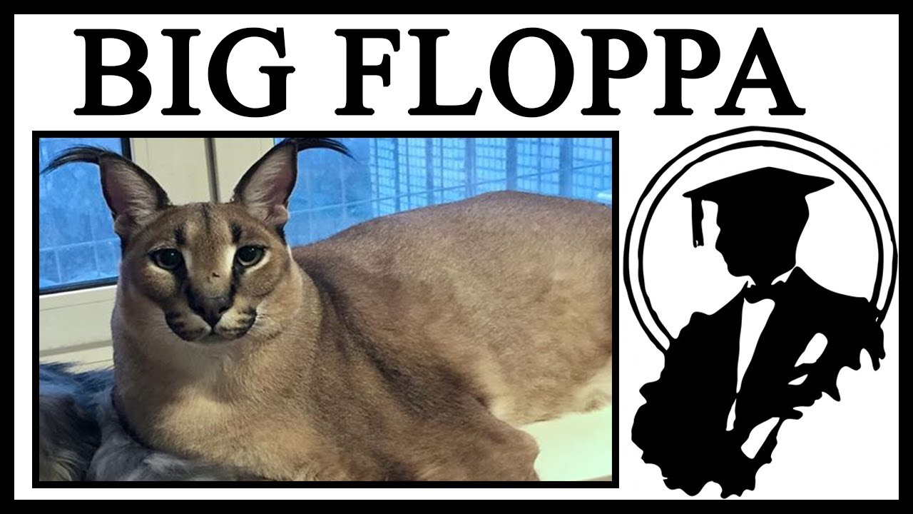 The Story Behind Big Floppa The Cutest Caracal Youtube