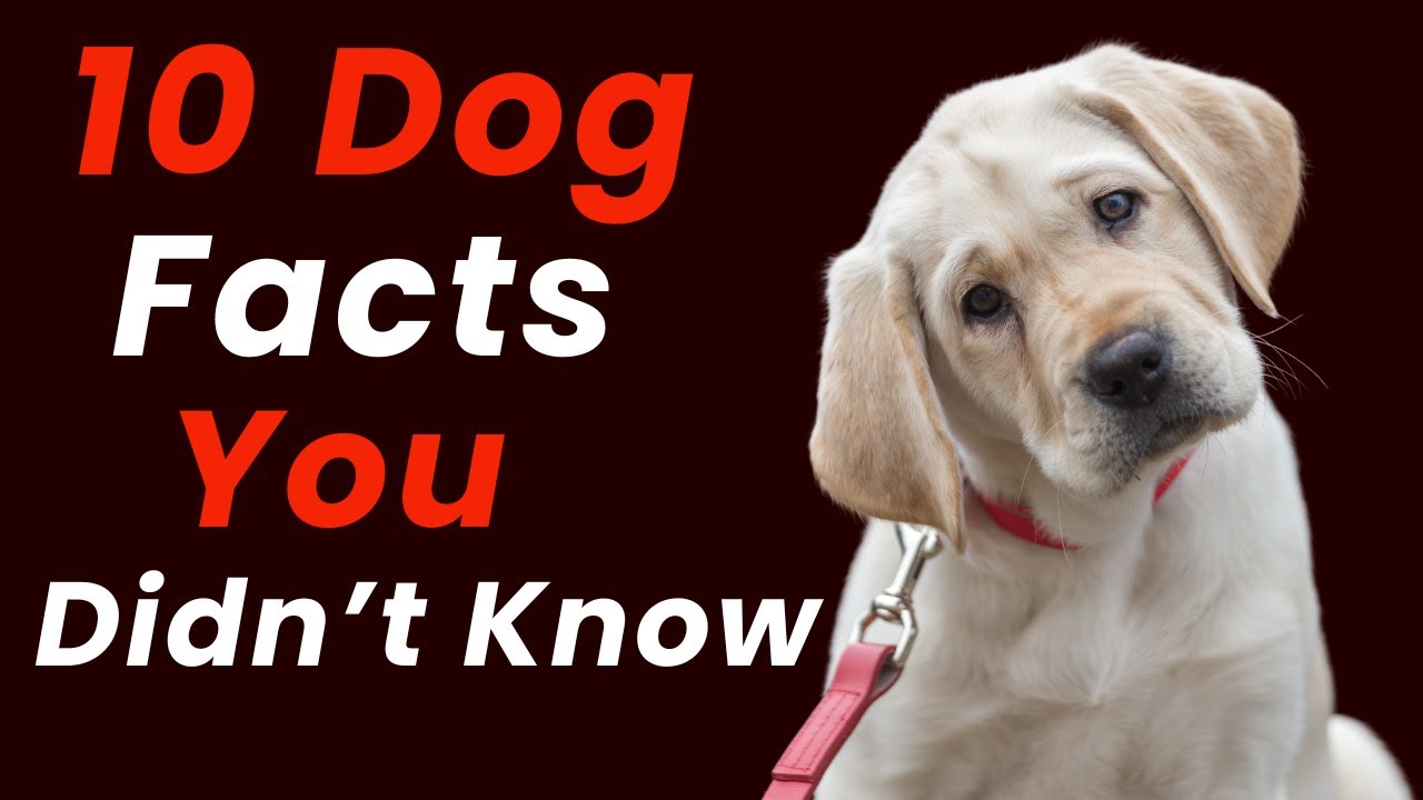 10 Dog Facts You Most Likely Didn T Know Youtube