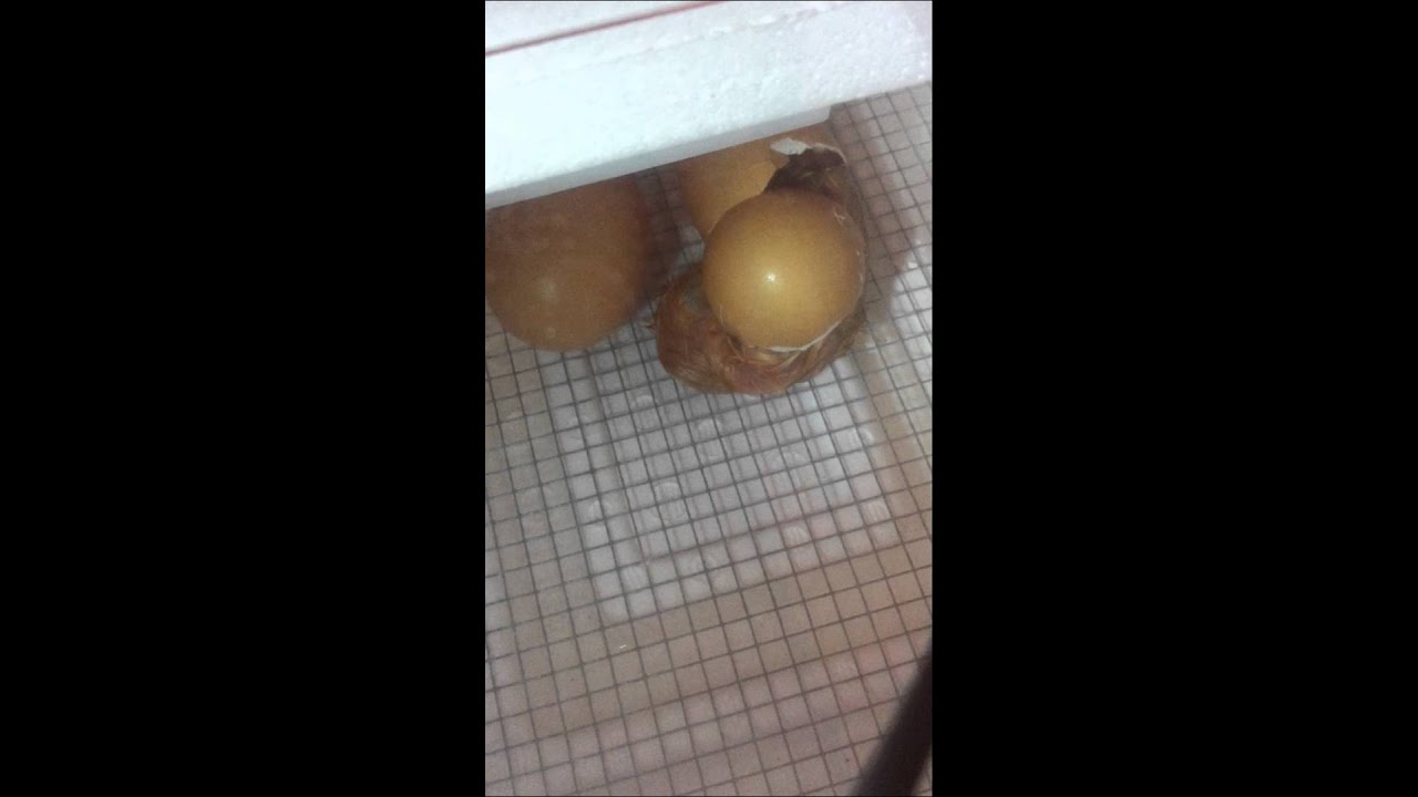 Baby Chick Hatching Youtube