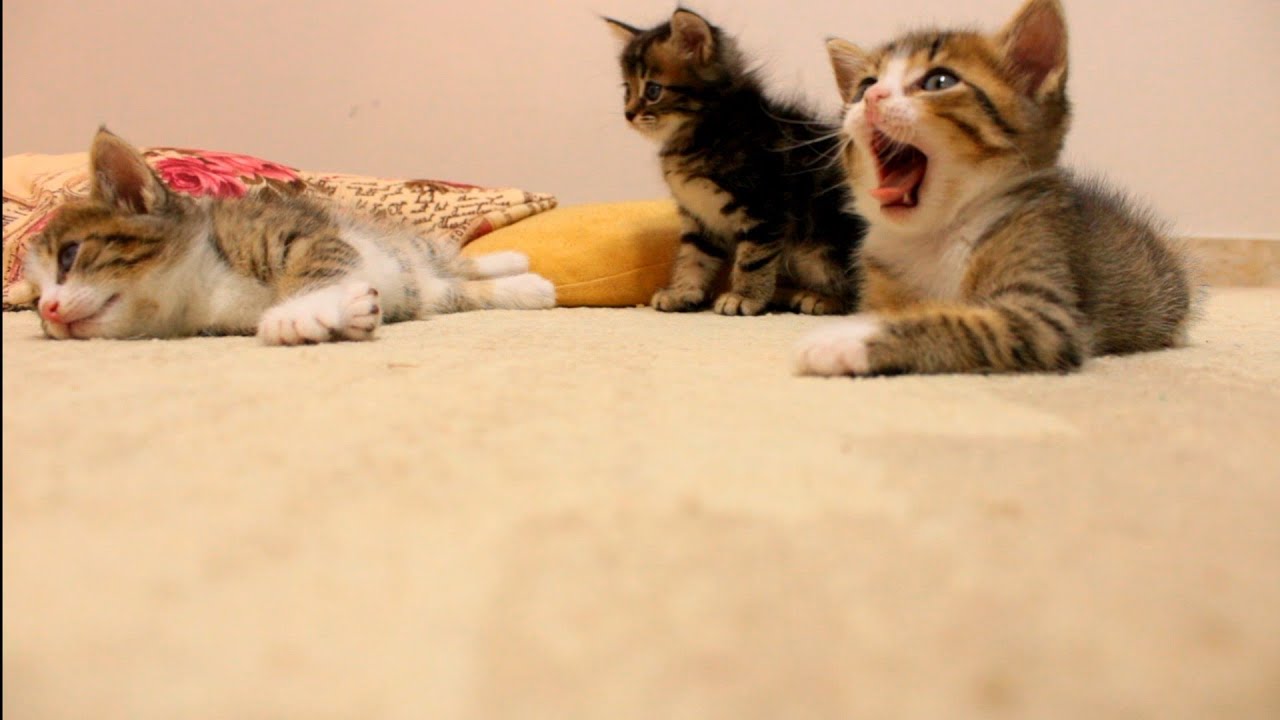 Funniest Cats 仍 Youtube