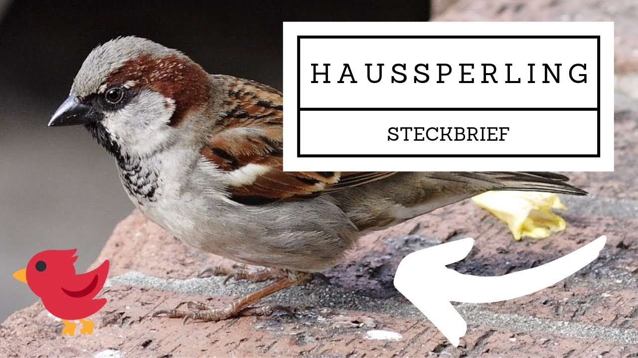 Haussperling Steckbrief Youtube