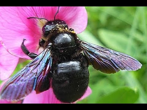 The Large Black Carpenter Bee Youtube